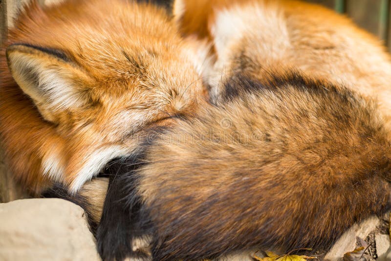 Sleeping fox stock photo. Image of brown, forest, enjoy - 82530000