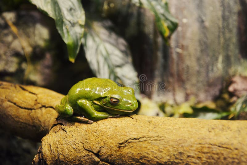 520 Sleeping Frog Stock Photos - Free & Royalty-Free Stock Photos from ...