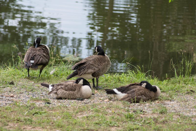 Sleeping Geese stock image. Image of group, geese, edge - 66316833