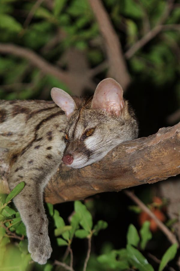 Large-Spotted Genet stock image. Image of kenyan, exotic - 25090963