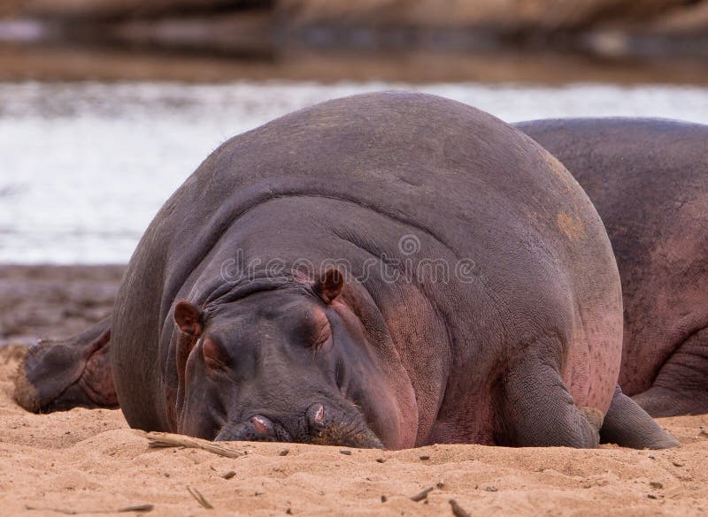 10+ Sleeping hippo africa river Free Stock Photos - StockFreeImages