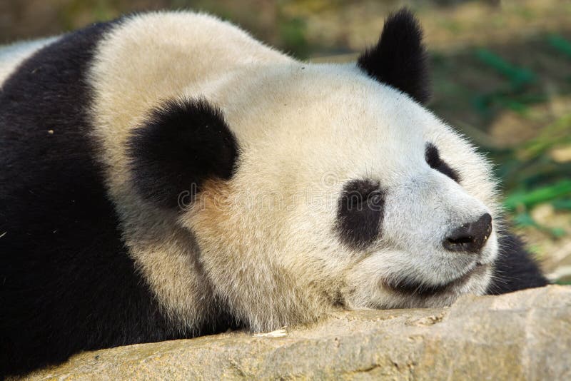 Sleeping Giant Panda stock photo. Image of fossil, wolong - 12560688