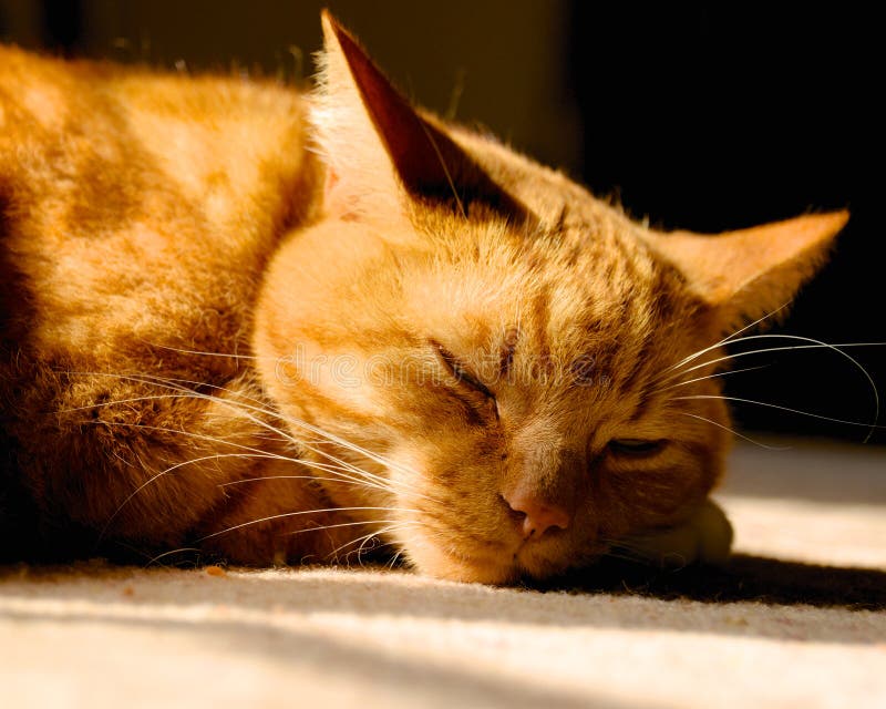 Sleeping Ginger Cat stock image. Image of snoozing, cute - 43459157