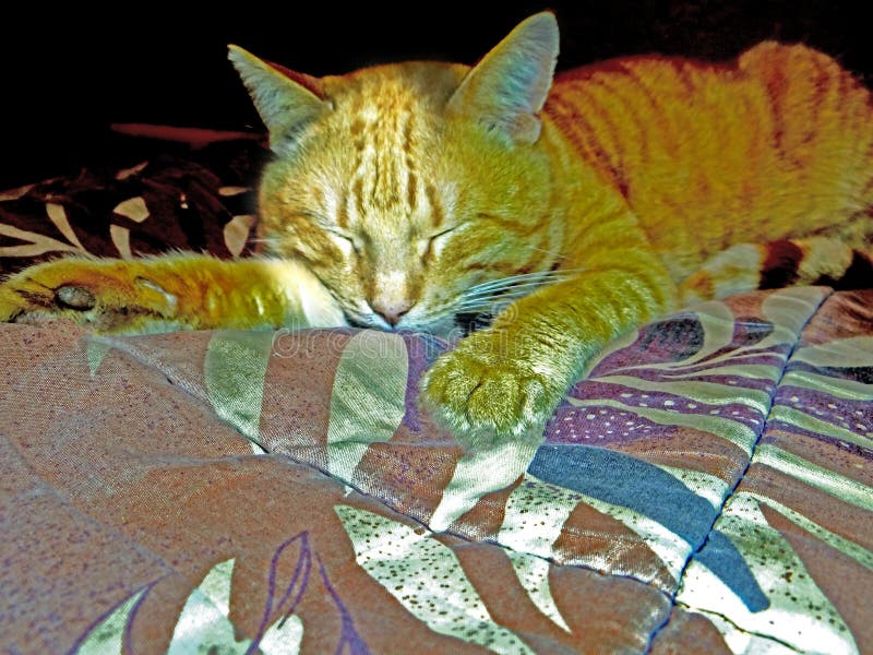 Tiger color background stock photo. Image of wallpaper - 190615584