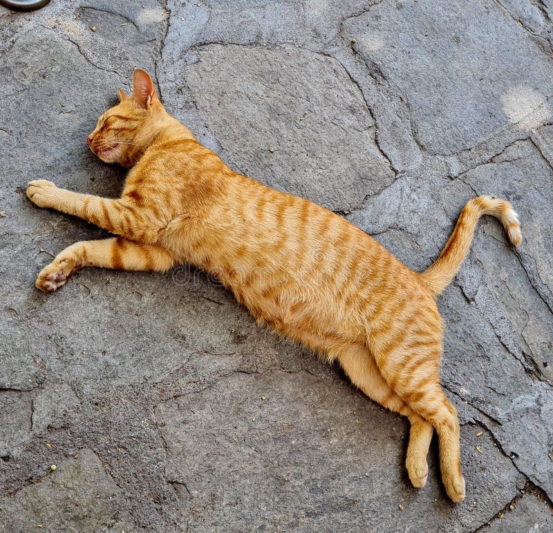 Sleeping Ginger cat. stock photo. Image of whiskers - 263042850