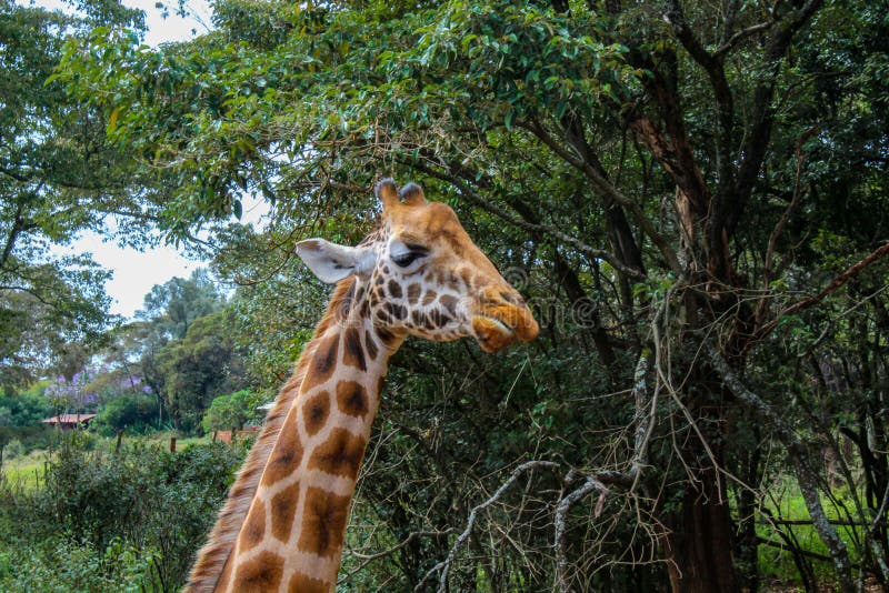 380 Sleeping Giraffe Stock Photos - Free & Royalty-Free Stock Photos ...