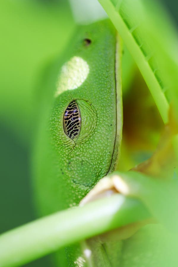 Sleeping gliding tree frog stock image. Image of green - 184791695