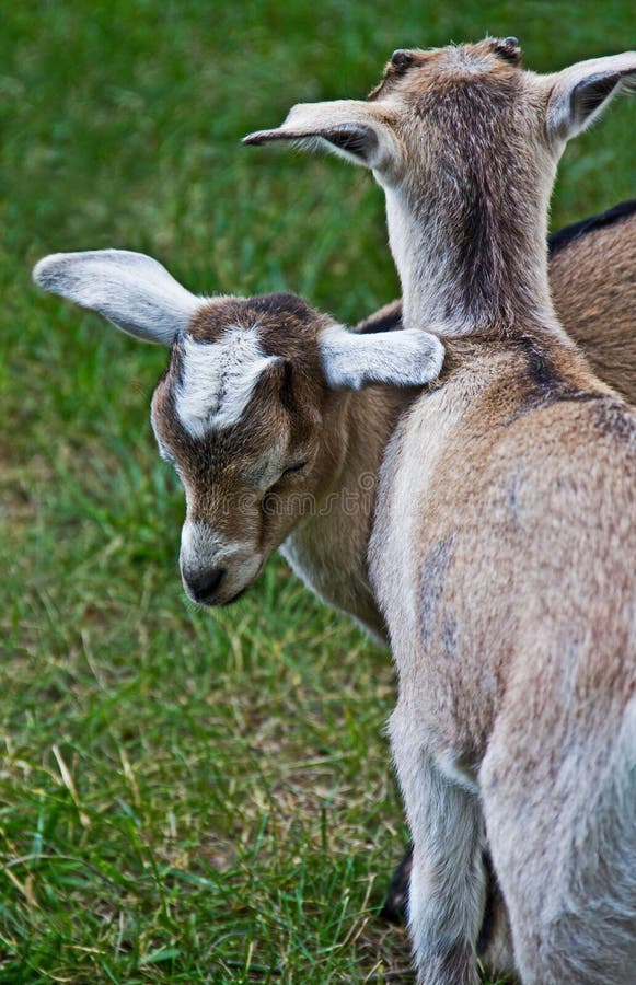 Sleeping Goat Kid stock photo. Image of nature, white - 25757894