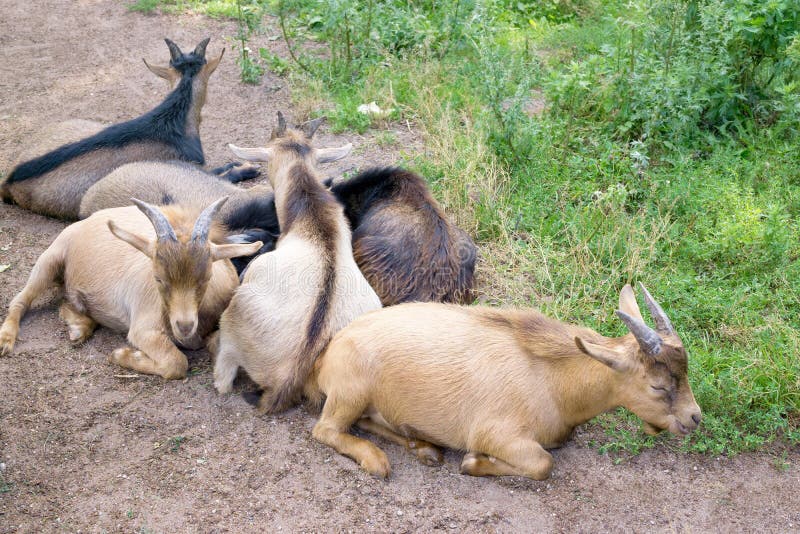 Sleeping goats stock image. Image of lawn, farm, fauna - 60811197