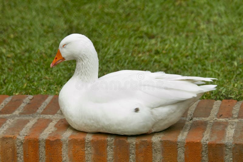 Sleeping Goose stock photo. Image of animal, sleeping - 16884794
