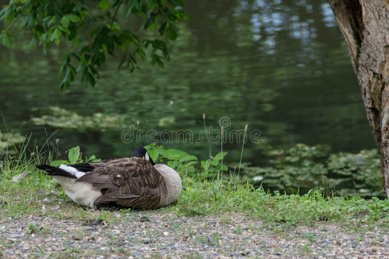 Sleeping Goose stock image. Image of awake, water, geese - 66316805