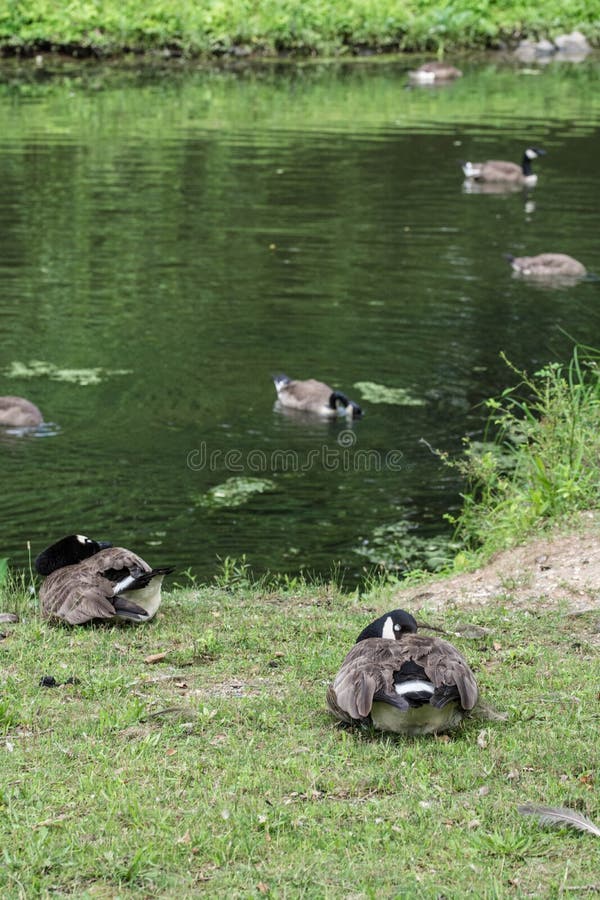 Sleeping Goose stock photo. Image of pond, edge, group - 66316992