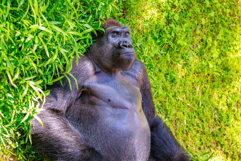 Sleeping Gorilla stock photo. Image of gorilla, hairy - 4057094