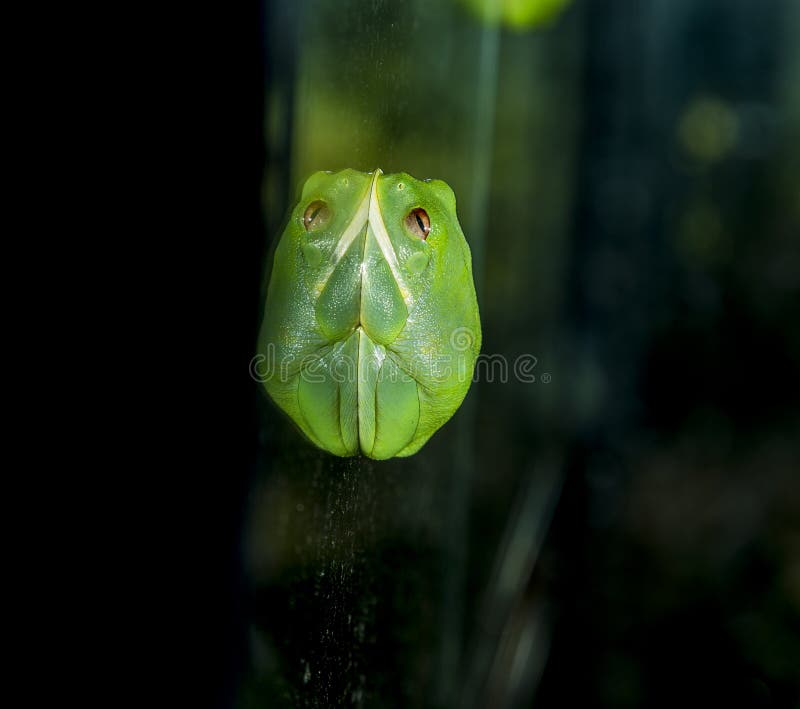 520 Sleeping Frog Stock Photos - Free & Royalty-Free Stock Photos from ...