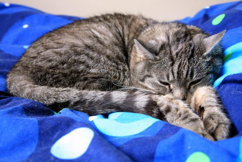 Sleeping grey cat. stock image. Image of laziness, color - 7221377