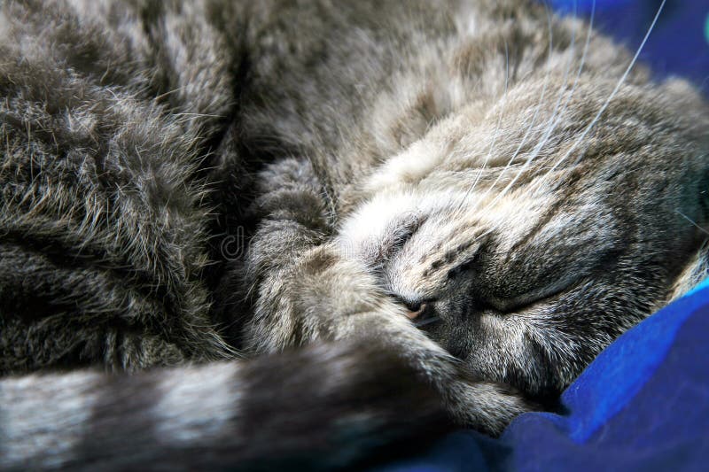 Sleeping grey cat. stock image. Image of close, domestic - 7221381