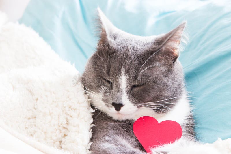 Sleeping grey cat in bed stock photo. Image of gaze - 240792206