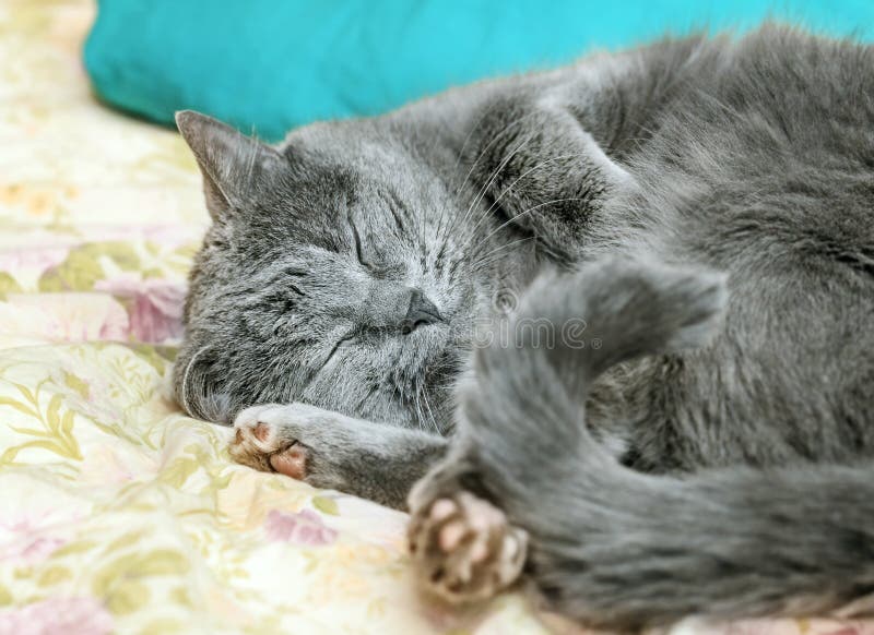 Sleeping Adult Real Grey Cat Stock Image - Image of domestic, head ...