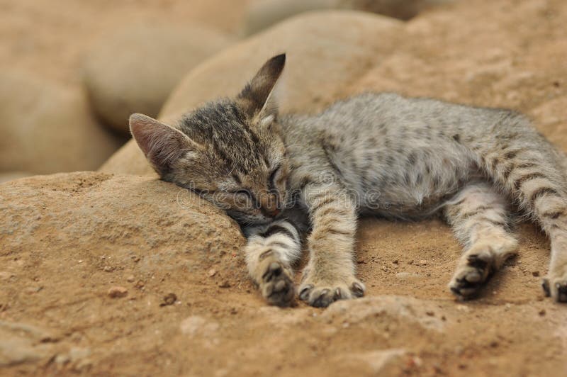 Sleeping Grey Kitten on the Rocks Stock Image - Image of wild, dreaming ...
