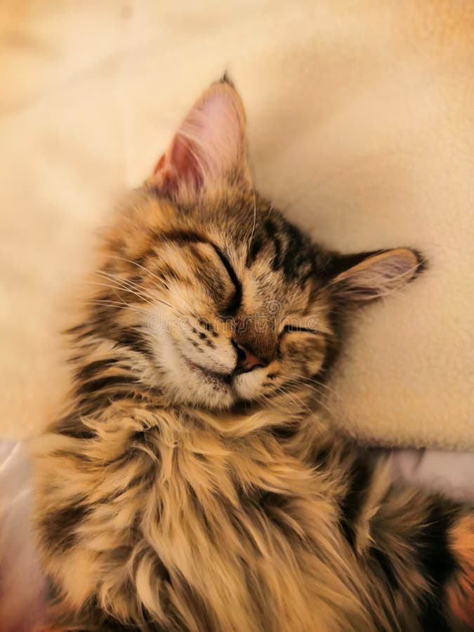 Sleeping, grinning cat stock photo. Image of grinning - 255609544