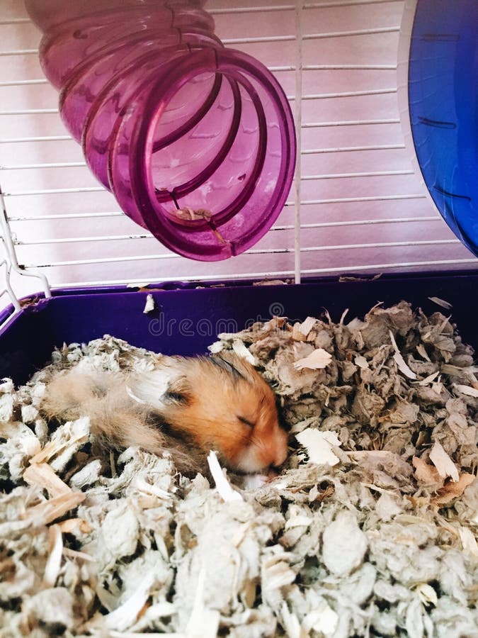 Sleeping Hamster. stock photo. Image of hairy, beauty - 36273212