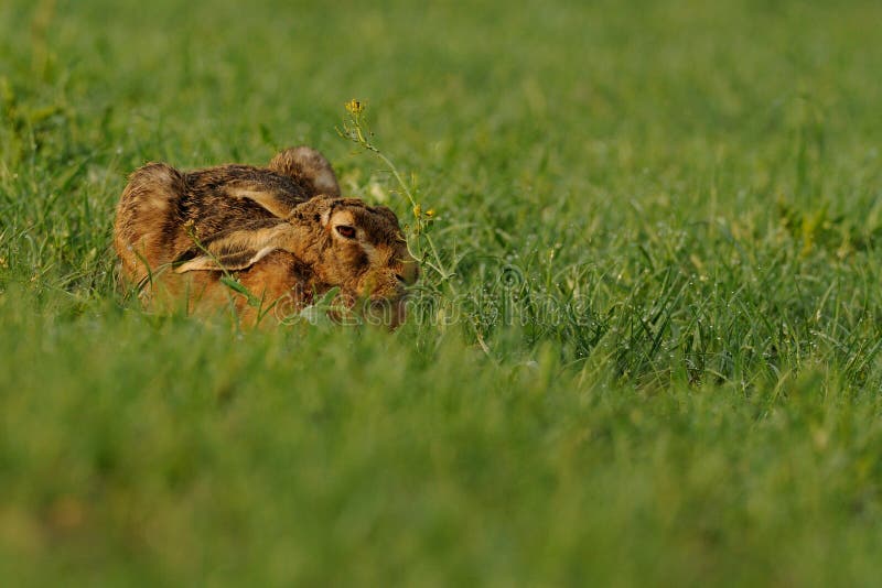 Hare ( Lepus europaeus ) stock image. Image of animal - 14479693