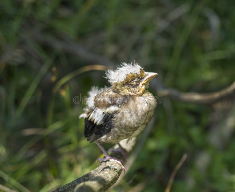 Sleeping Hawfinch Baby on Branch Stock Photo - Image of orange ...