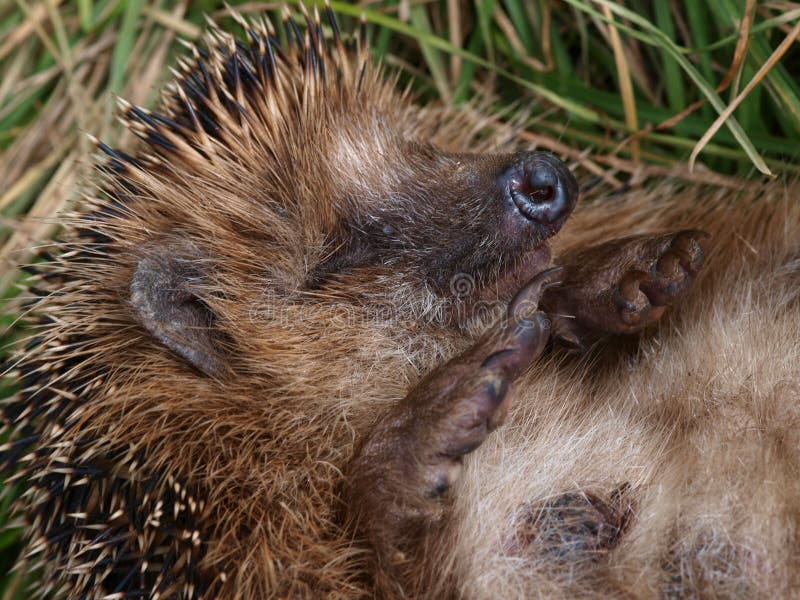 Hedgehog on the Edge of the Forest Basking in the Spring Sun Stock ...