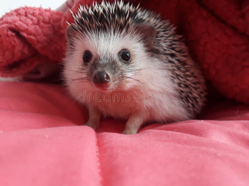 Sleeping hedgehog stock photo. Image of indoor, brown - 32460750