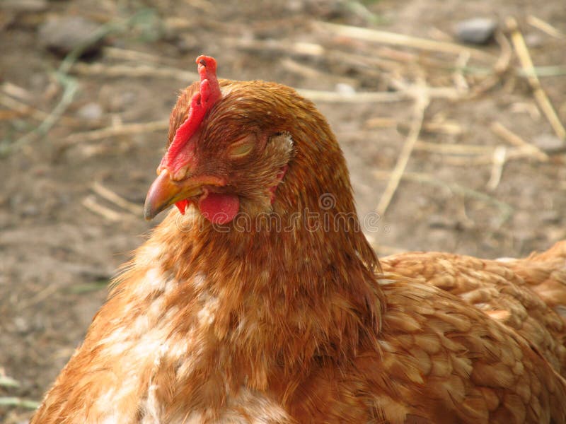 Sleeping hen stock photo. Image of dewlap, farm, feathers - 55603640