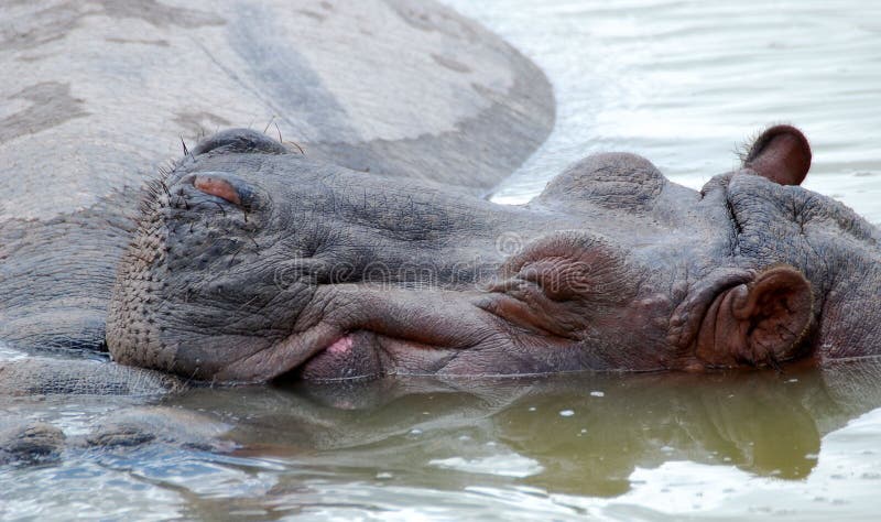 Sleeping Hippo stock photo. Image of submerged, wildlife - 11457982