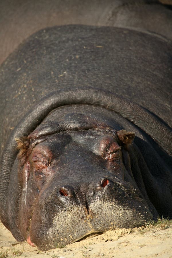 Sleeping Hippo stock image. Image of tiredly, hipopotamous - 3000109