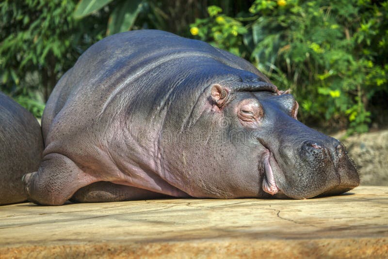 Sleeping Hippo Front Profile Stock Photo - Image of whiskers, hippo ...