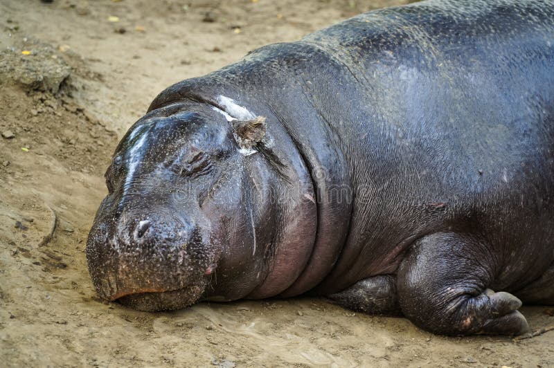 Sleeping hippo stock image. Image of wild, amphibius - 45514159