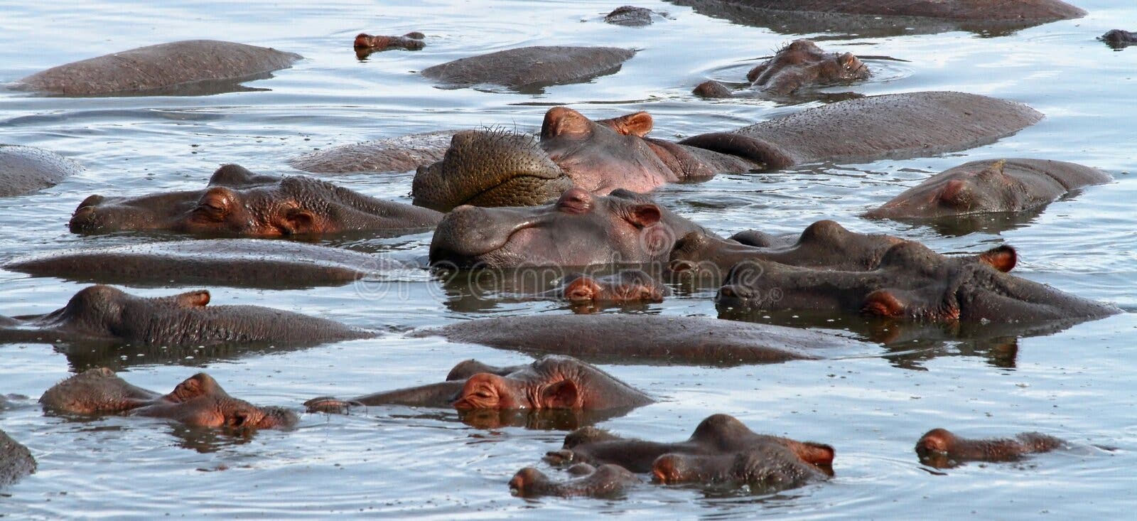 Hippos Pool, Serengeti, Tanzania Stock Photo - Image of safari, hippo ...