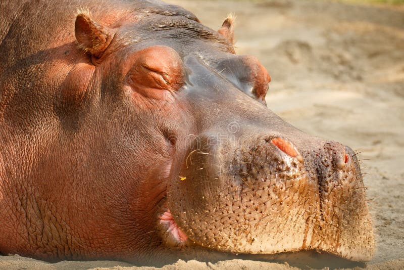 Sleeping hippopotamus stock photo. Image of danger, huge - 33202816