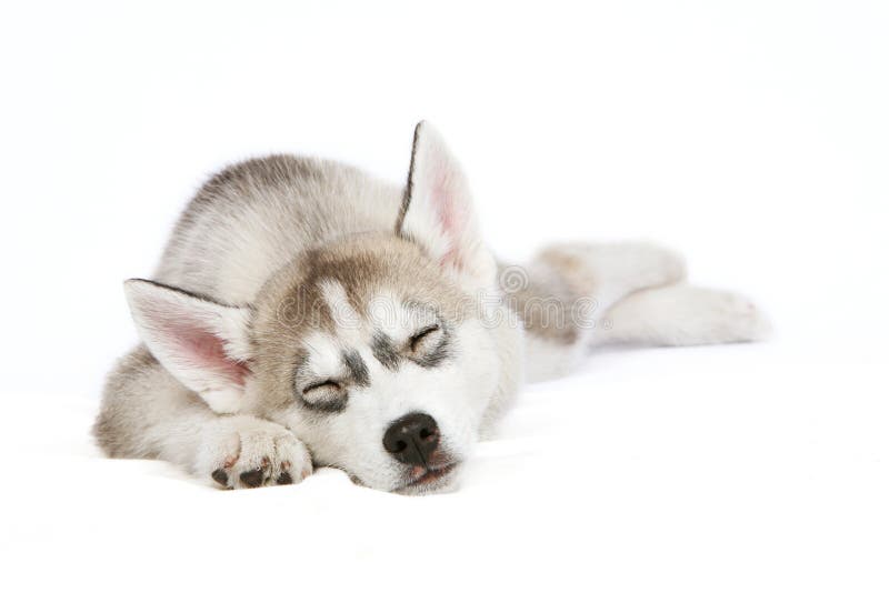 Husky puppy stock image. Image of black, animal, bright - 19209701