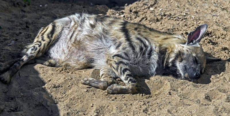 Sleeping hyena 4 stock image. Image of tail, animal - 116787779