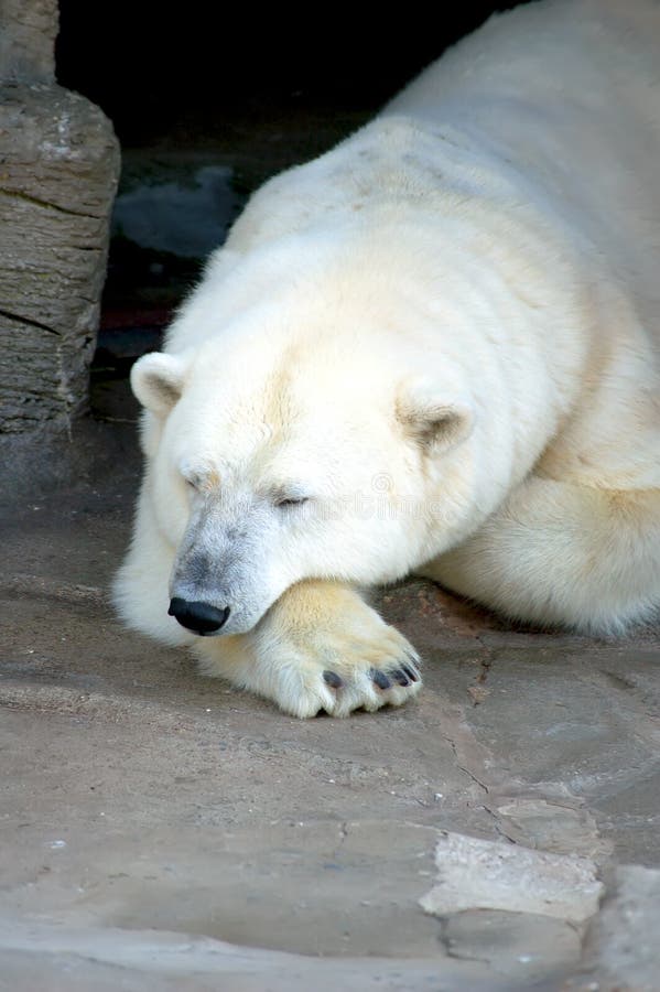 Sleepy Polar Bear stock image. Image of cuddle, furry, meditating - 794277