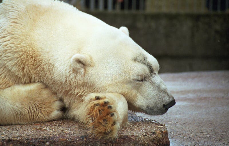 Sleeping polar bear stock image. Image of teddy, sleep - 2323753
