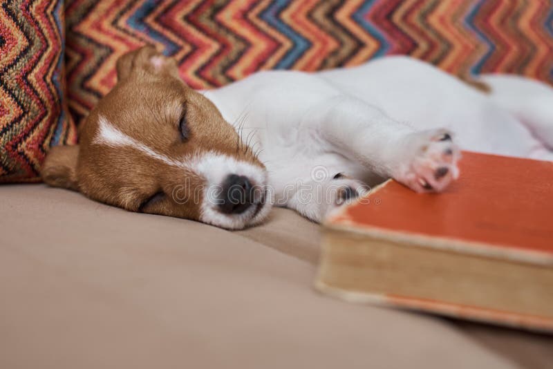 Sleeping Jack Russel Terrier Puppy Dog on the Sofa, Close Up Stock ...
