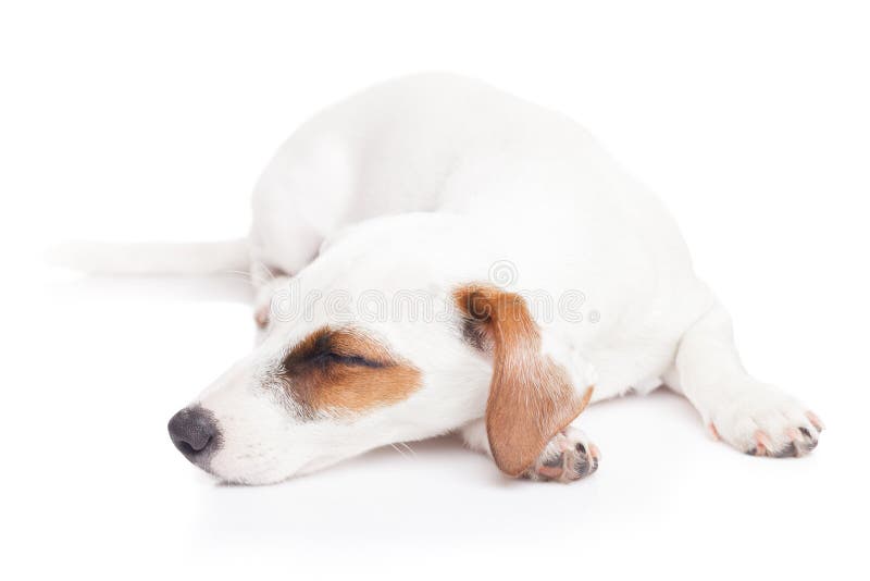Sleeping Jack Russell Terrier Stock Image - Image of pretty, purebred ...