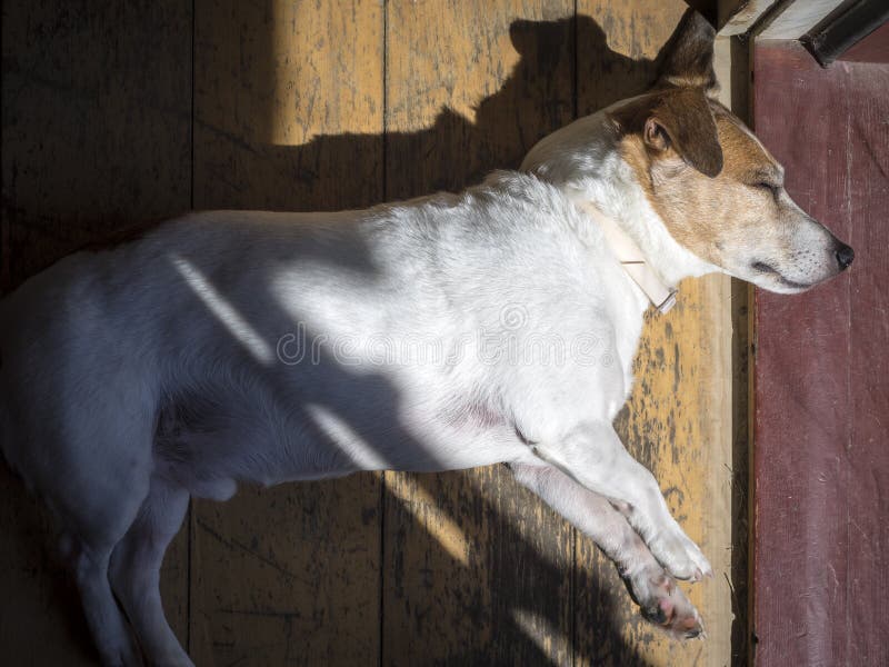 Sleeping Jack Russell Terrier Stock Photo - Image of friend, jack: 94174968