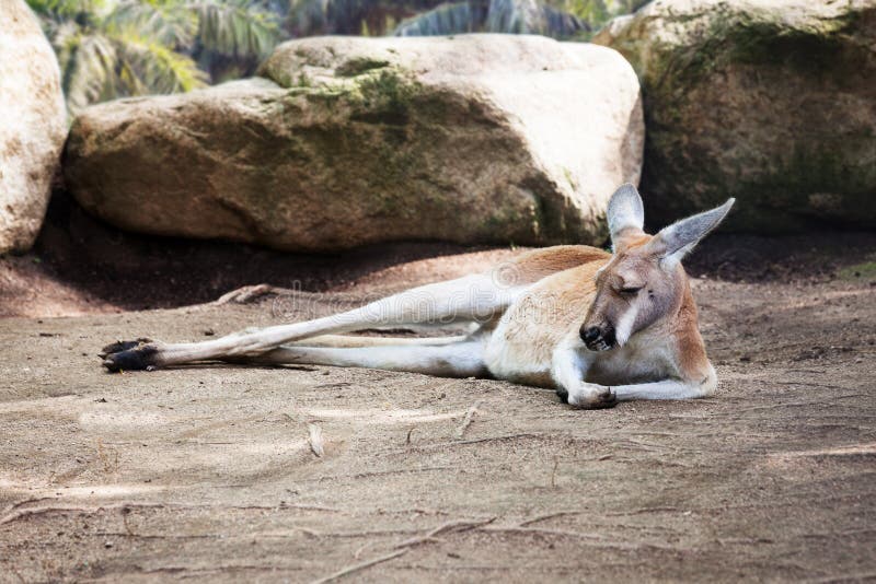 Sleeping kangaroo stock photo. Image of sleep, body, animal - 11538634