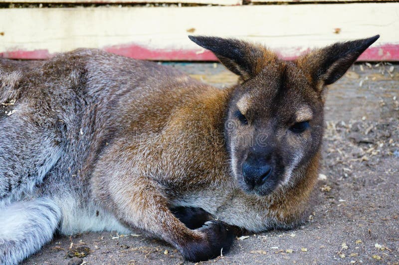 Sleeping kangaroo stock photo. Image of sleep, body, animal - 11538634