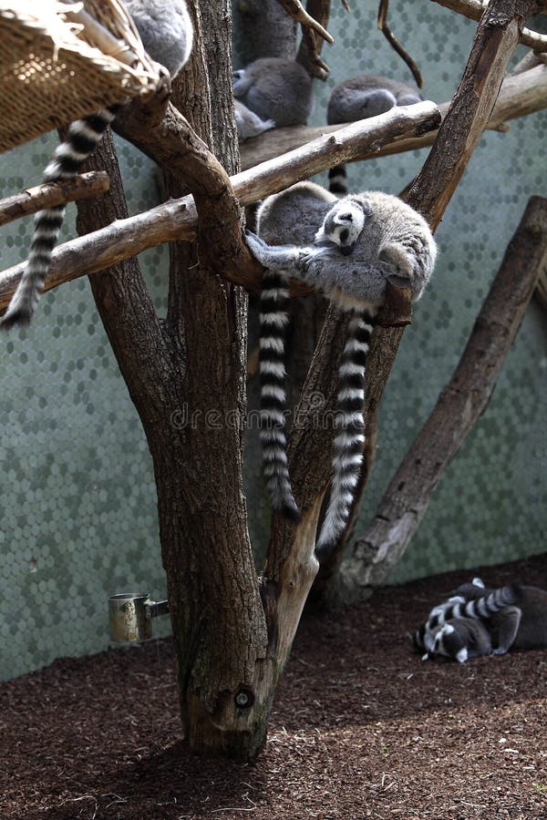 Sleeping Katta stock image. Image of nature, lemur, furry - 39553259