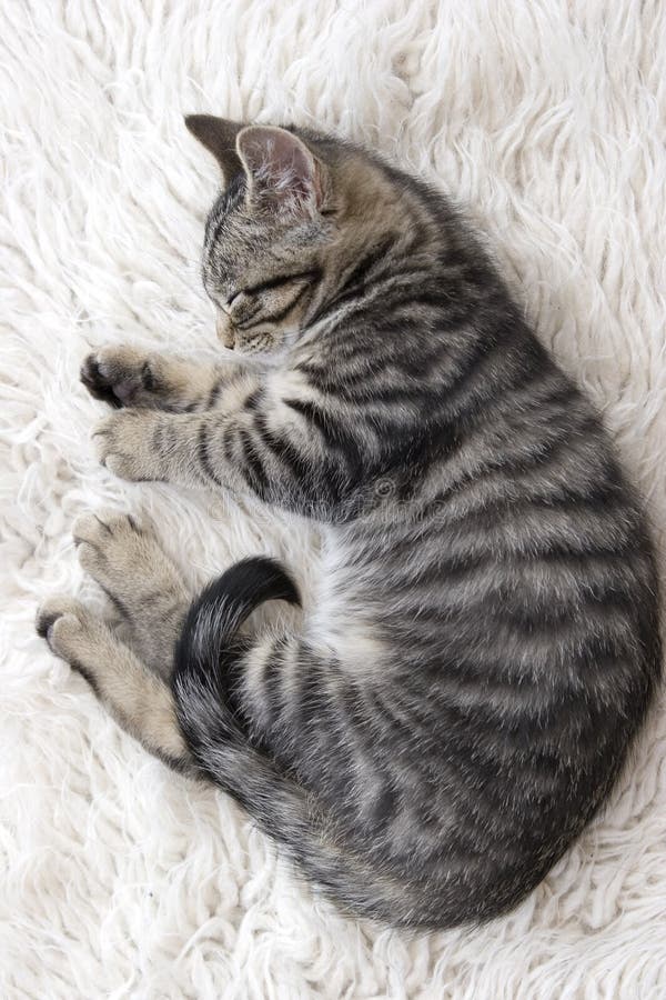 Sleeping kitten stock photo. Image of kitten, cute, sleep - 7696828