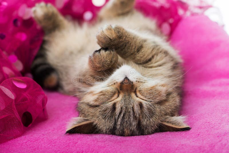 Sleeping Kitten Lying in a Pink Blanket Stock Image - Image of beauty ...