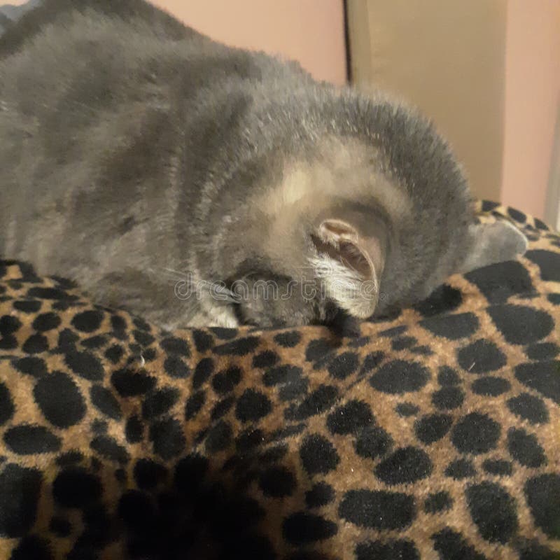 Sleeping Kitty is Knocked Out Stock Photo - Image of hardcore, napping ...