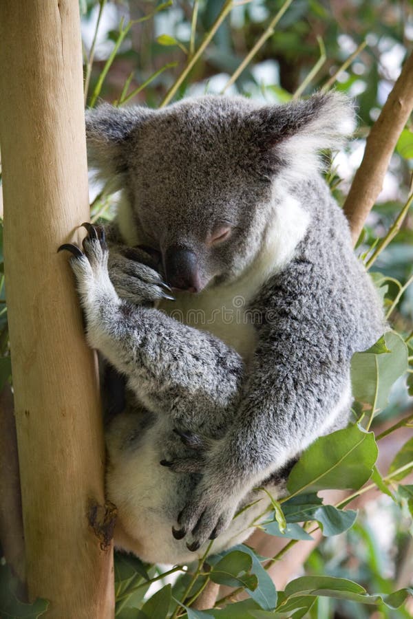 Sleeping Koala stock photo. Image of seating, single - 13894048